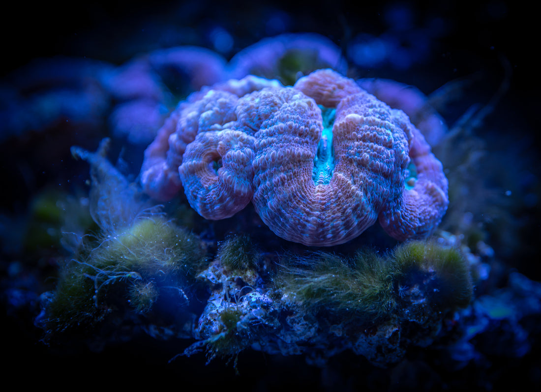 Wholesale LPS Coral – NewEdgeCoral